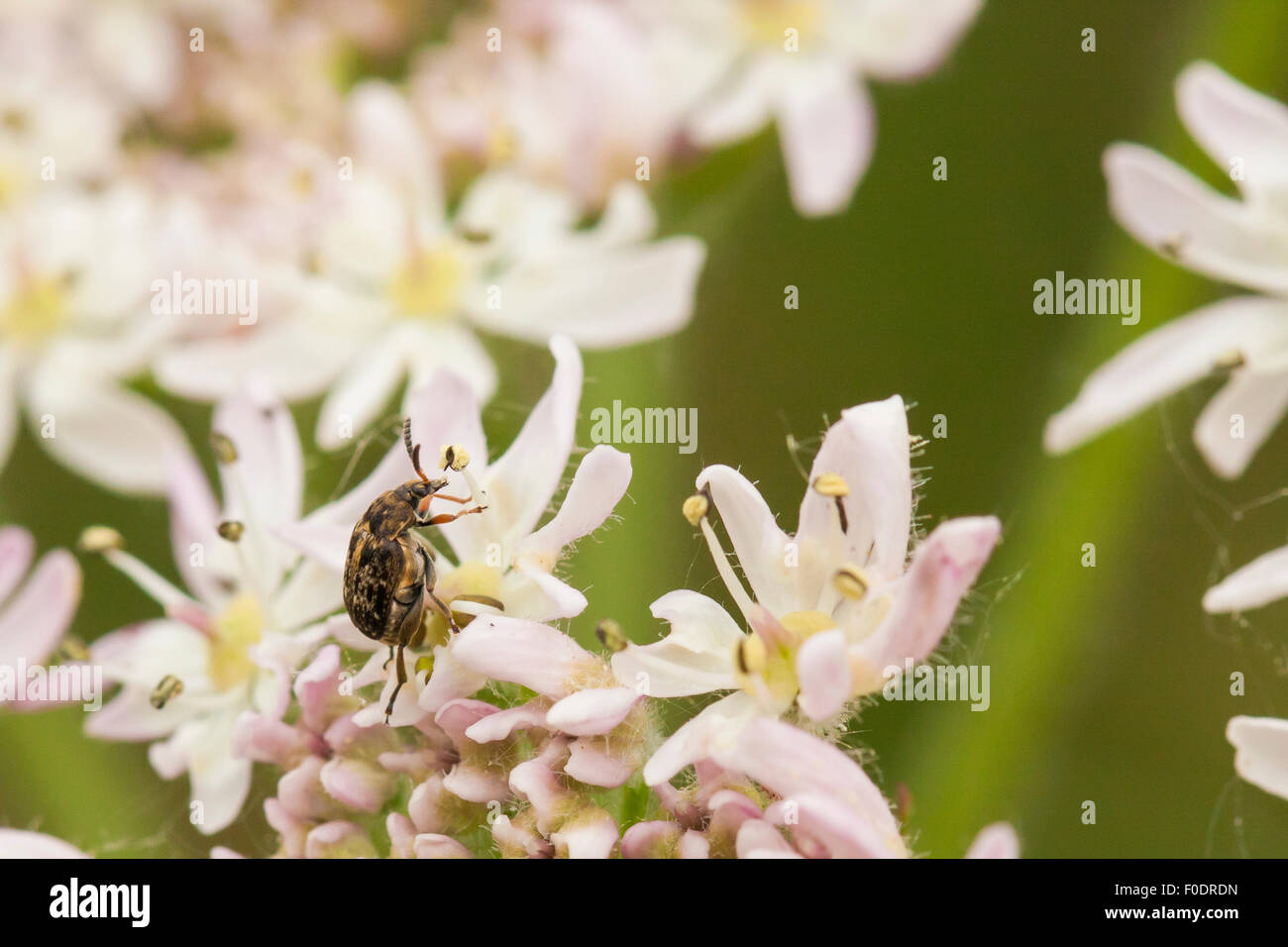 A weevil known as the Broad Been seed beetle Stock Photo - Alamy