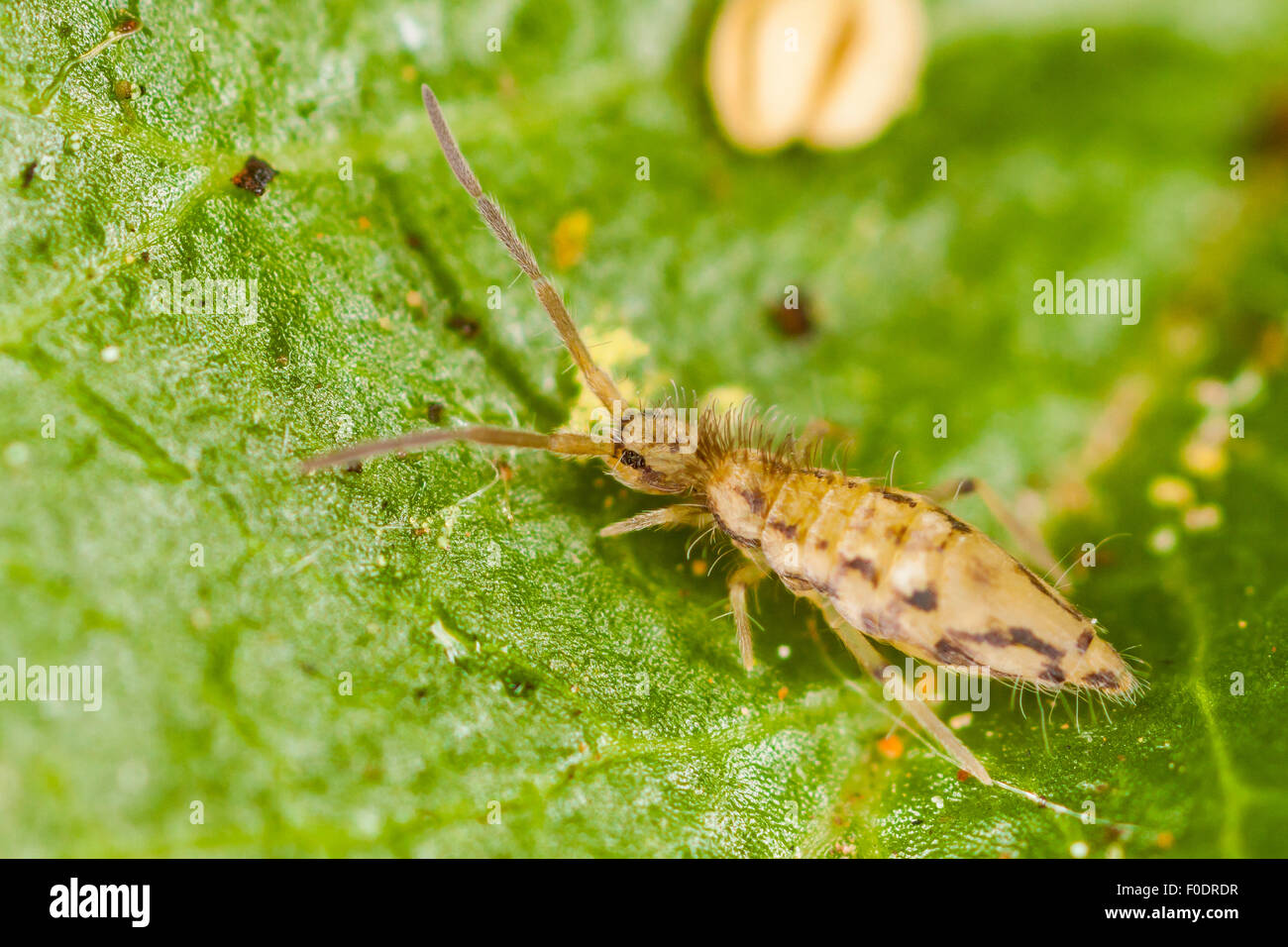 Entomobrya intermedia springtail hi-res stock photography and images ...