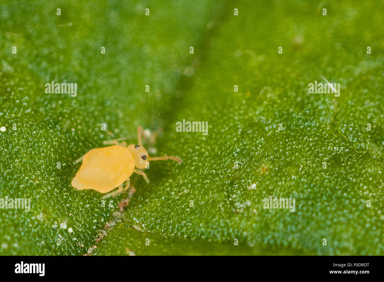 Pallipes hi-res stock photography and images - Alamy
