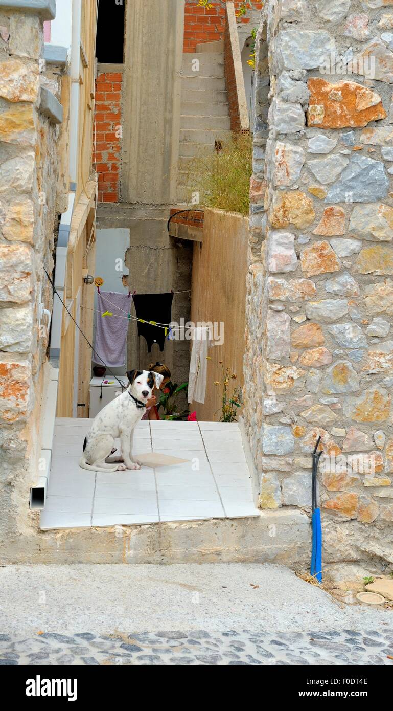 Dog tied up hi-res stock photography and images - Alamy