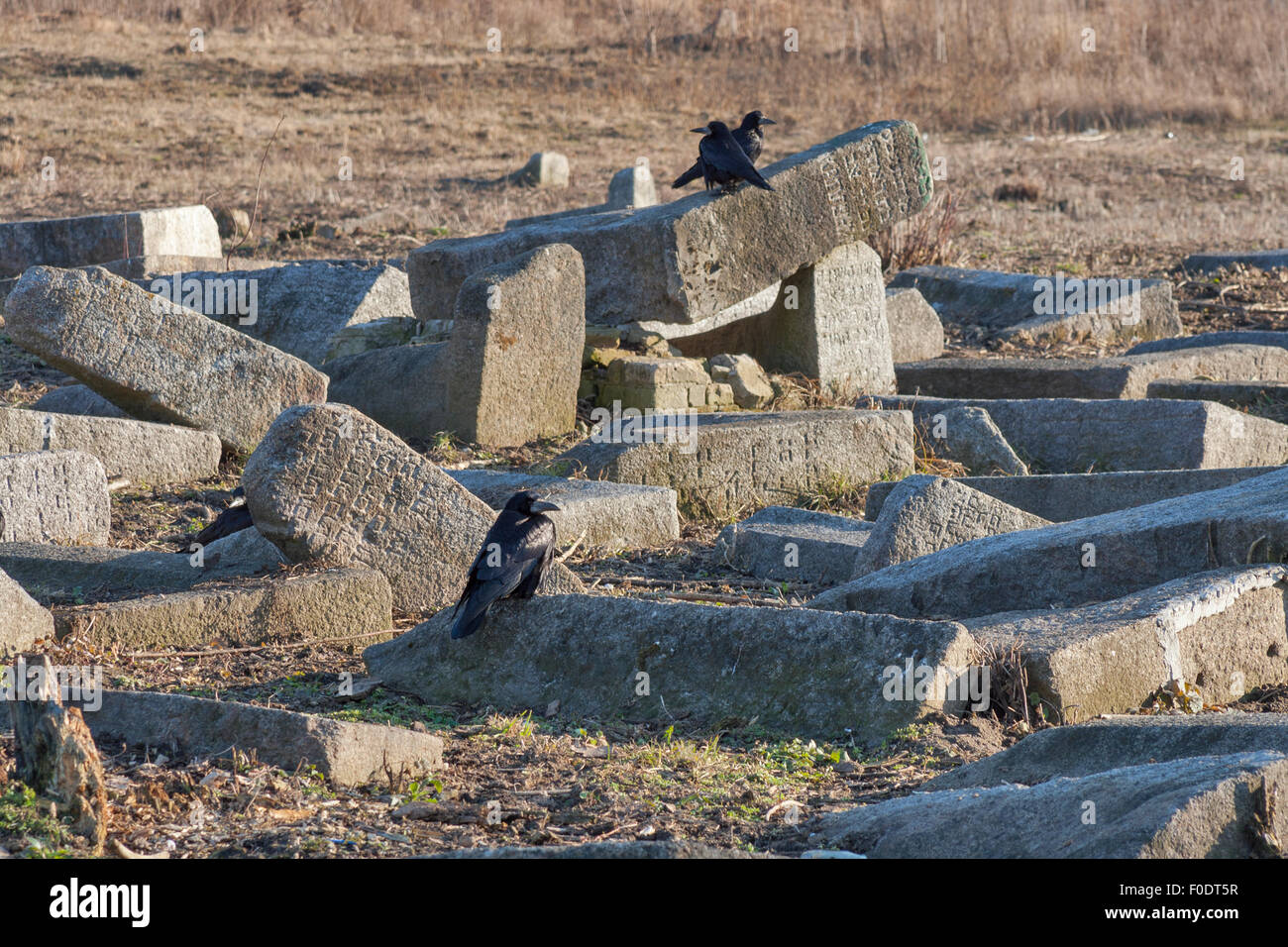Black ravens on the fallen gravestones of the ancient Jewish cemetery ...