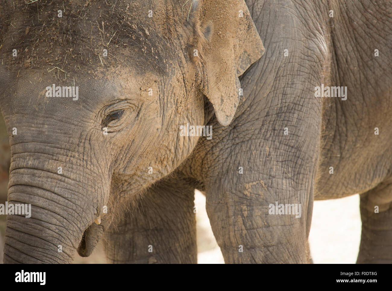 picture of a beautiful african elephant Stock Photo - Alamy