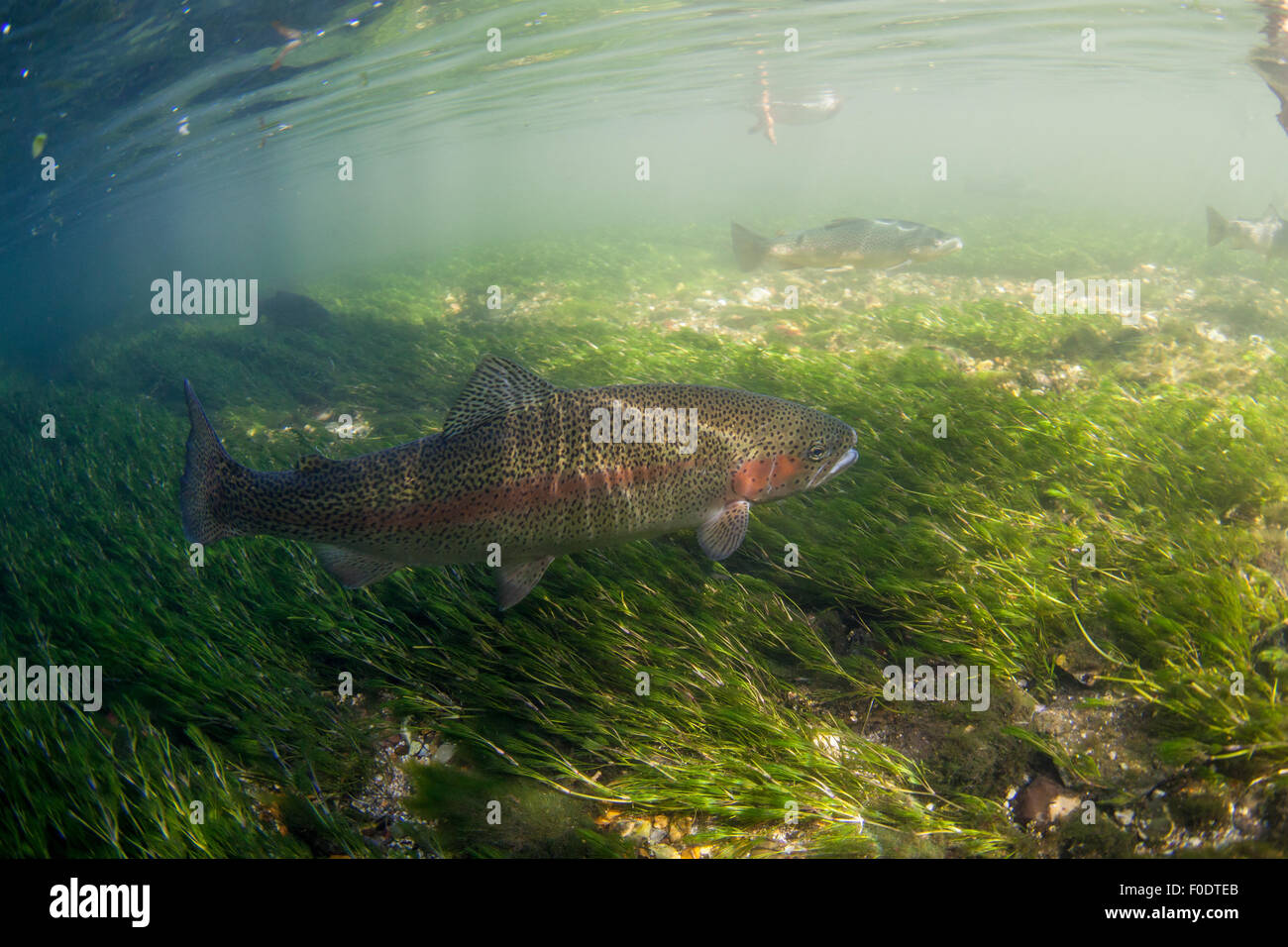 River test hi-res stock photography and images - Alamy