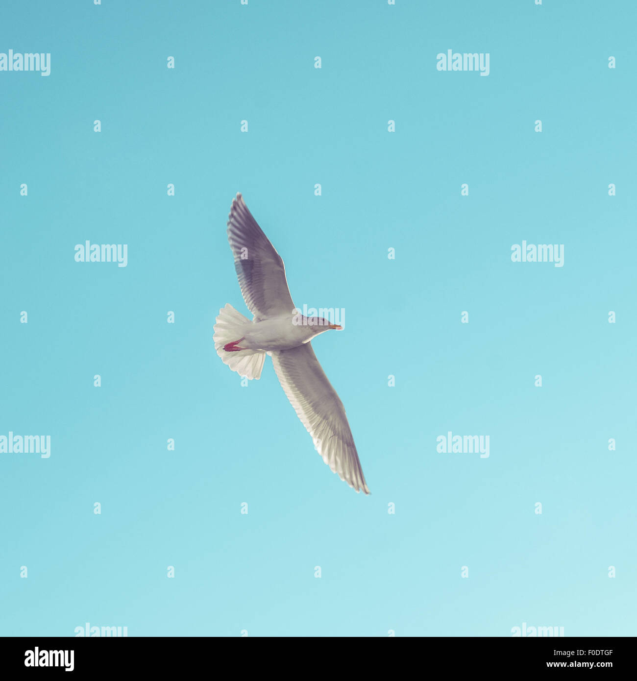 A Western Gull, (Larus Occidentalis) in flight Stock Photo - Alamy
