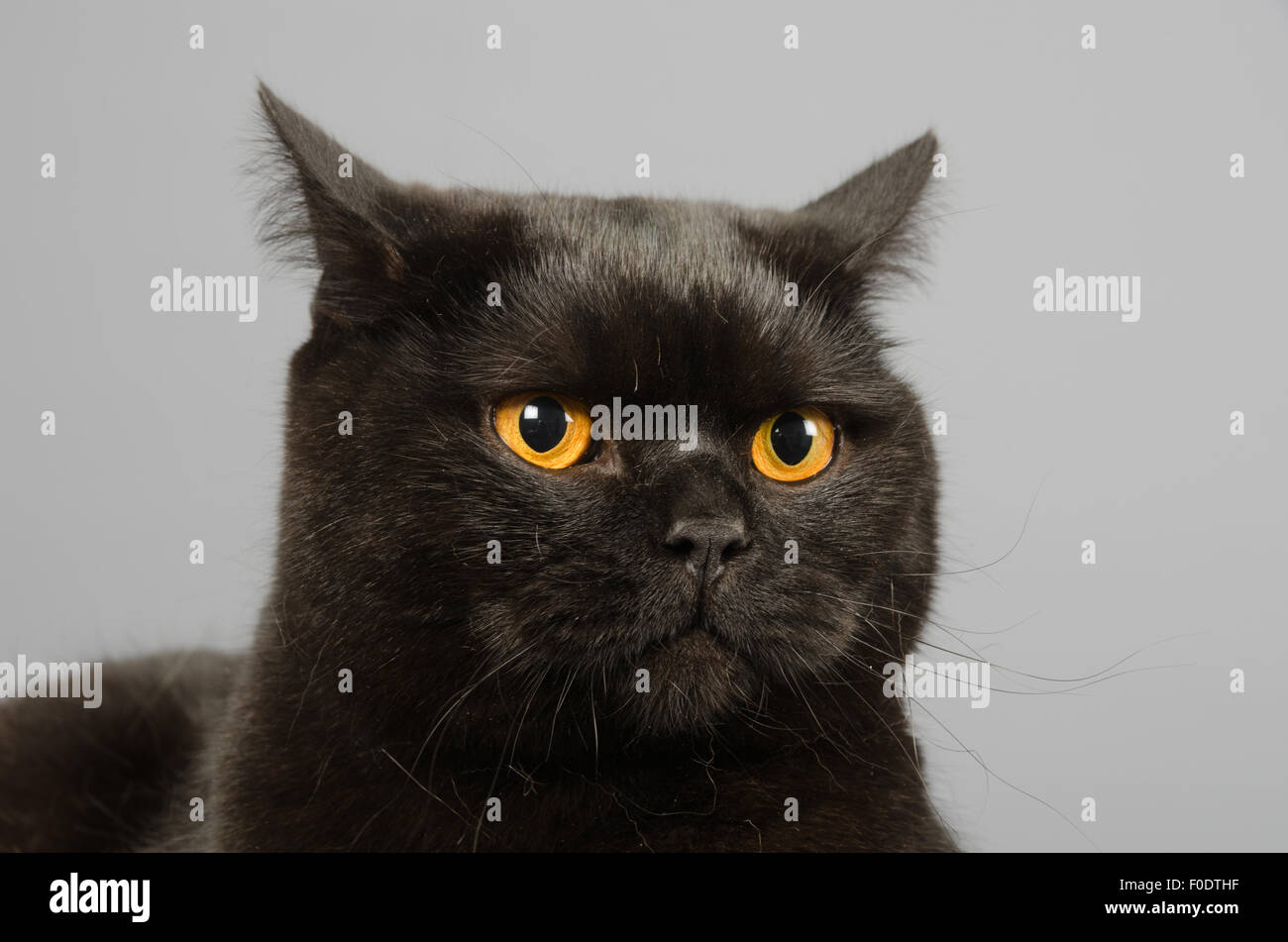 Grumpy british hi-res stock photography and images - Alamy