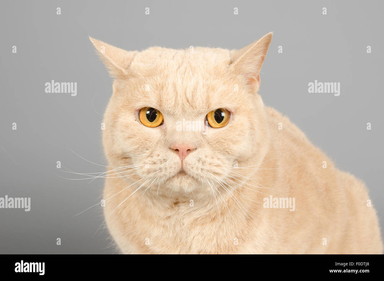 Grumpy cat hi-res stock photography and images - Alamy
