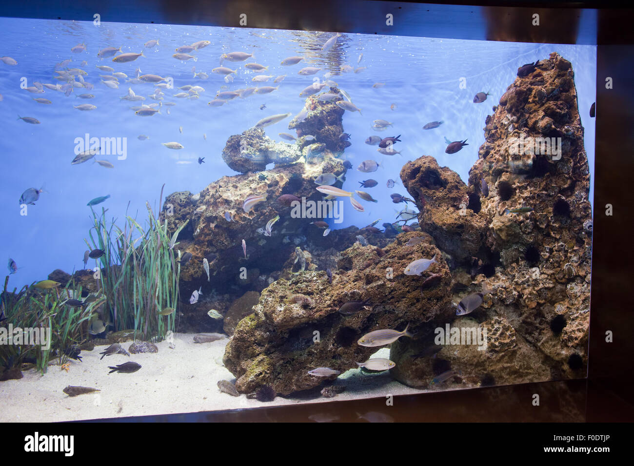 Barcelona Aquarium fish tank, Catalonia, Spain Stock Photo - Alamy