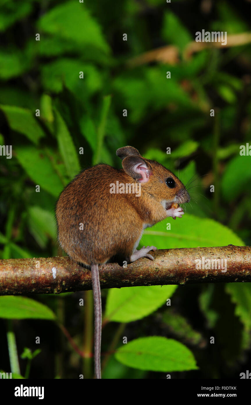 wood mouse apodemus sylvaticus Stock Photo - Alamy