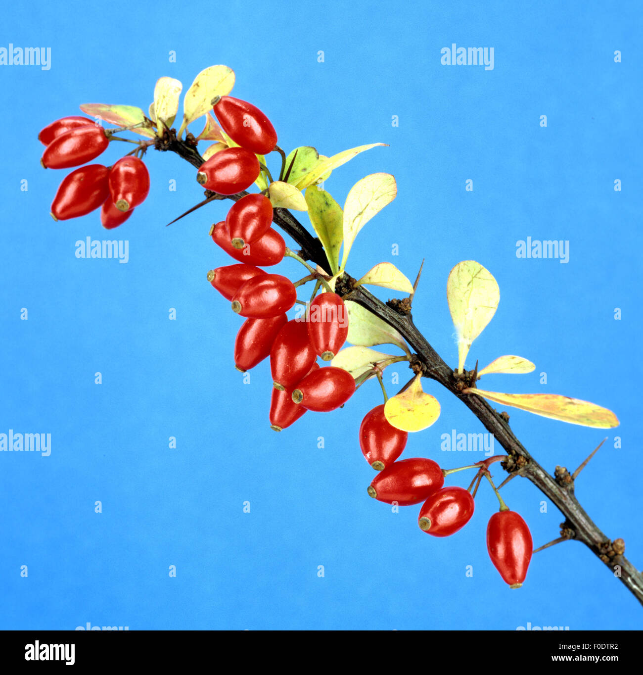 Berberitze, Beeren, Berberis Vulgaris Stock Photo - Alamy