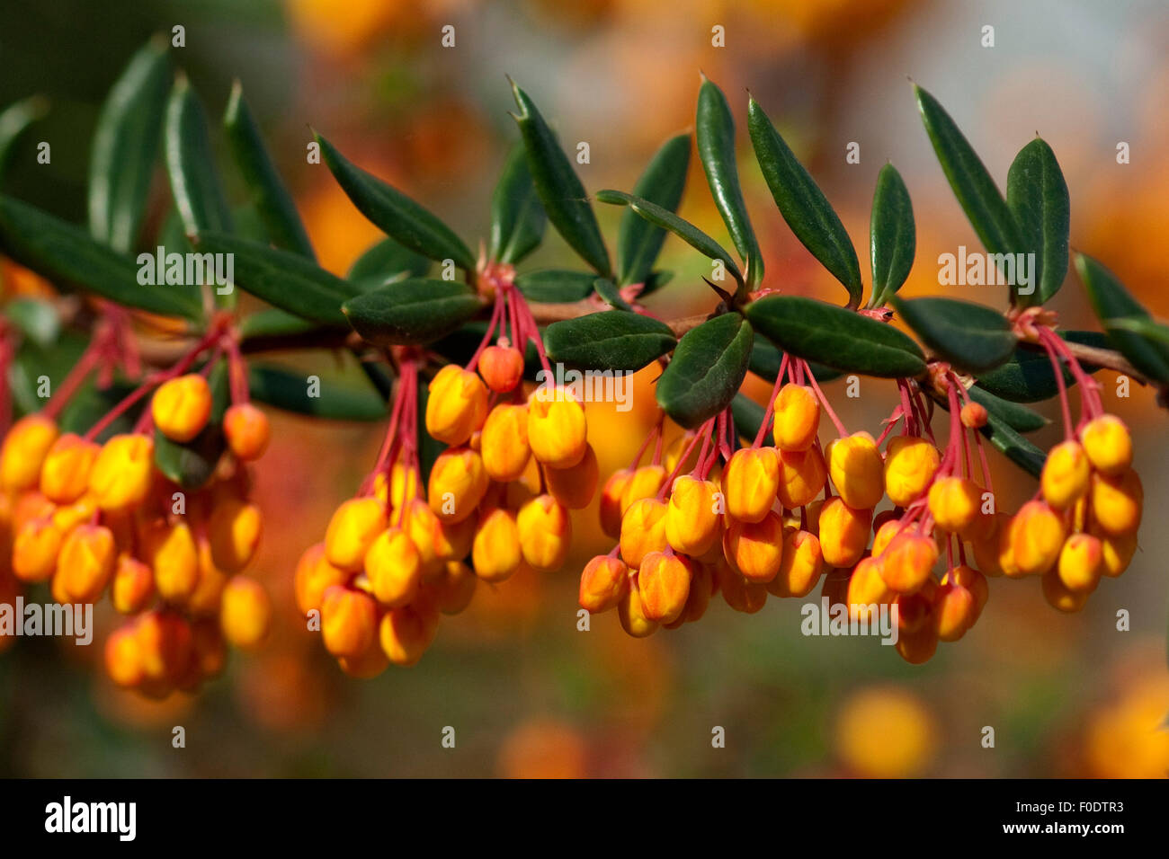 Berberitze, Schmalblaettrige, Berberis, linearifolia Stock Photo - Alamy