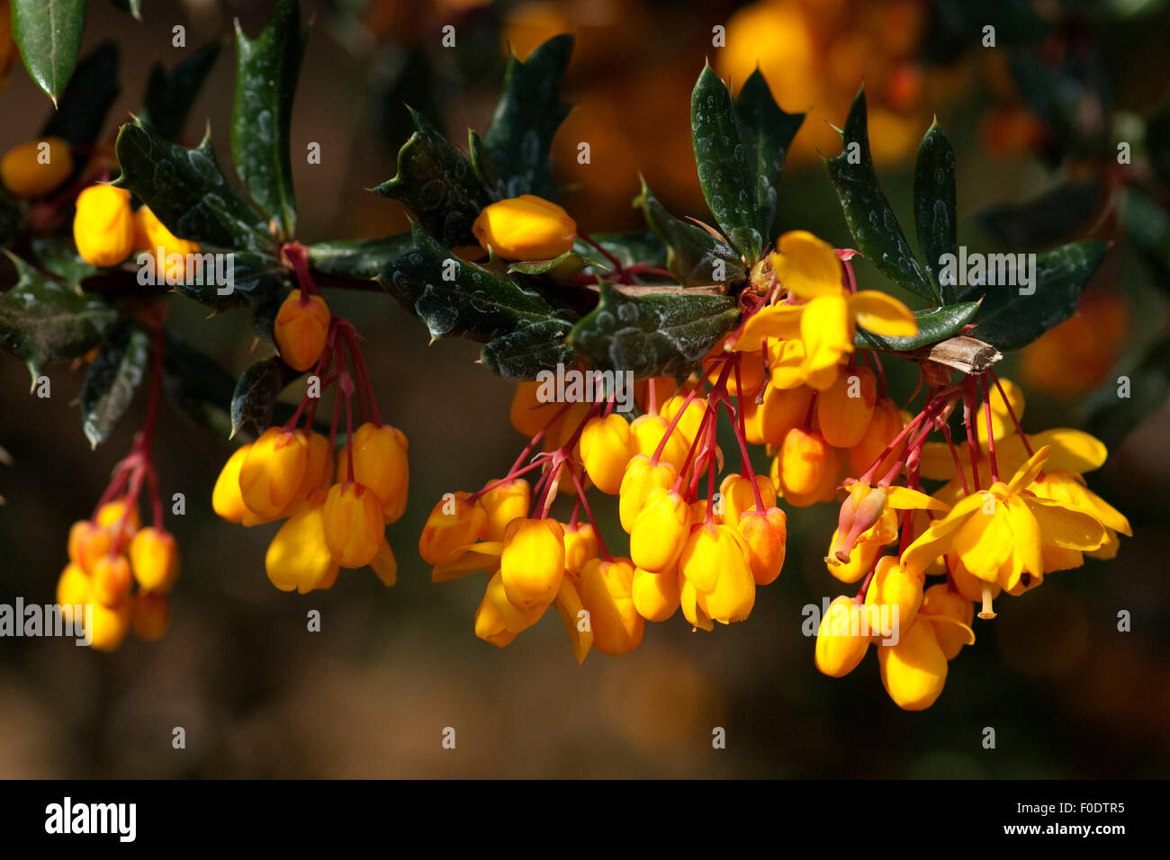 Berberitze, Schmalblaettrige, Berberis, linearifolia Stock Photo - Alamy