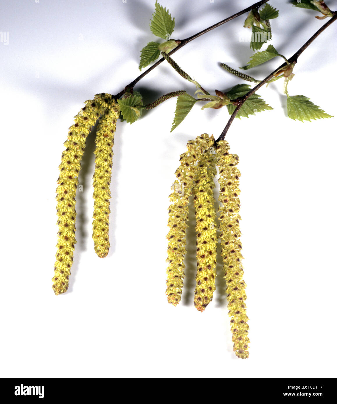 Birkenblaetter, Birkenbaum, Birke, Betula, Kaetzchen Stock Photo - Alamy