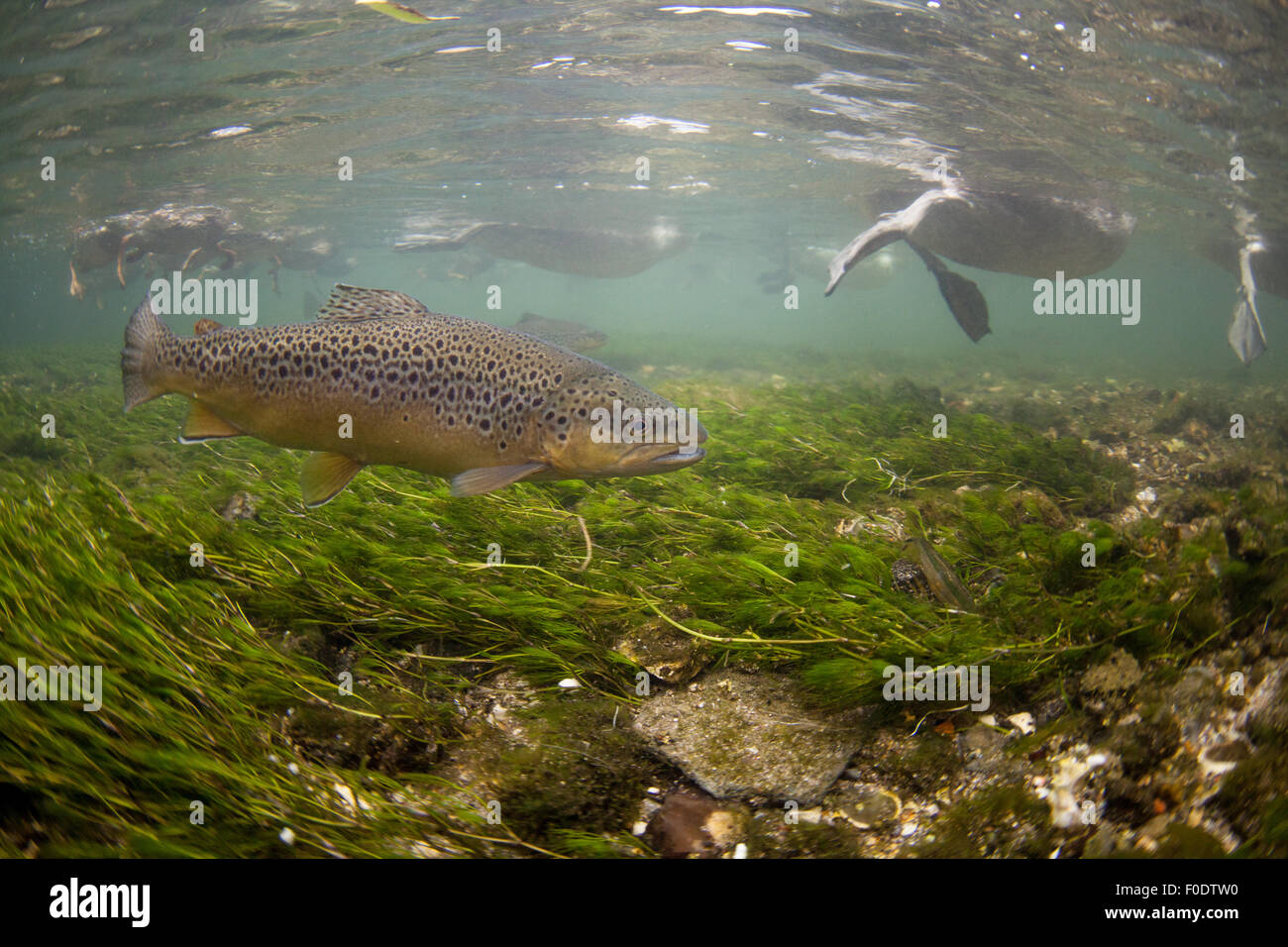 A brown trout swimming int he rover Test Stock Photo - Alamy