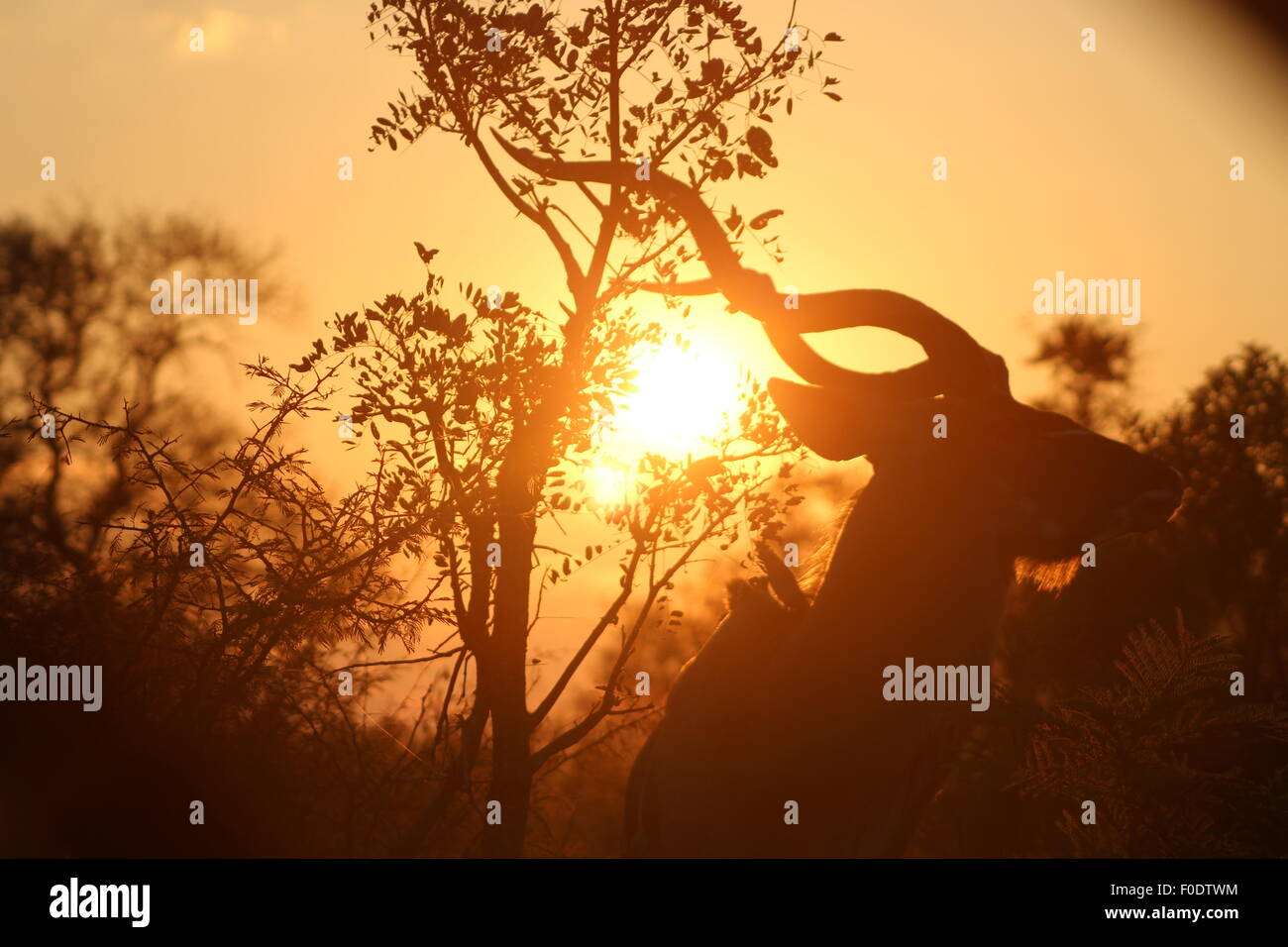 Male Kudu at Sunset, Kruger National Park, South Africa Stock Photo - Alamy