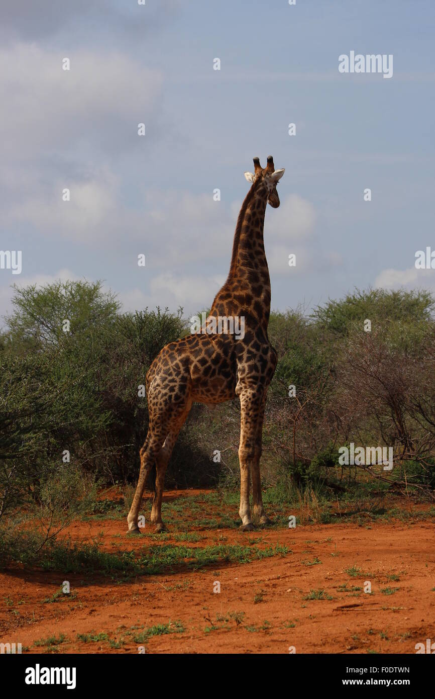 Male Giraffe Stock Photos & Male Giraffe Stock Images - Alamy