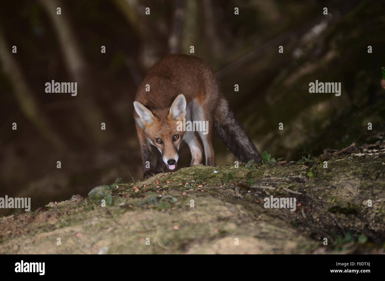 Animal eating peanuts hi-res stock photography and images - Alamy