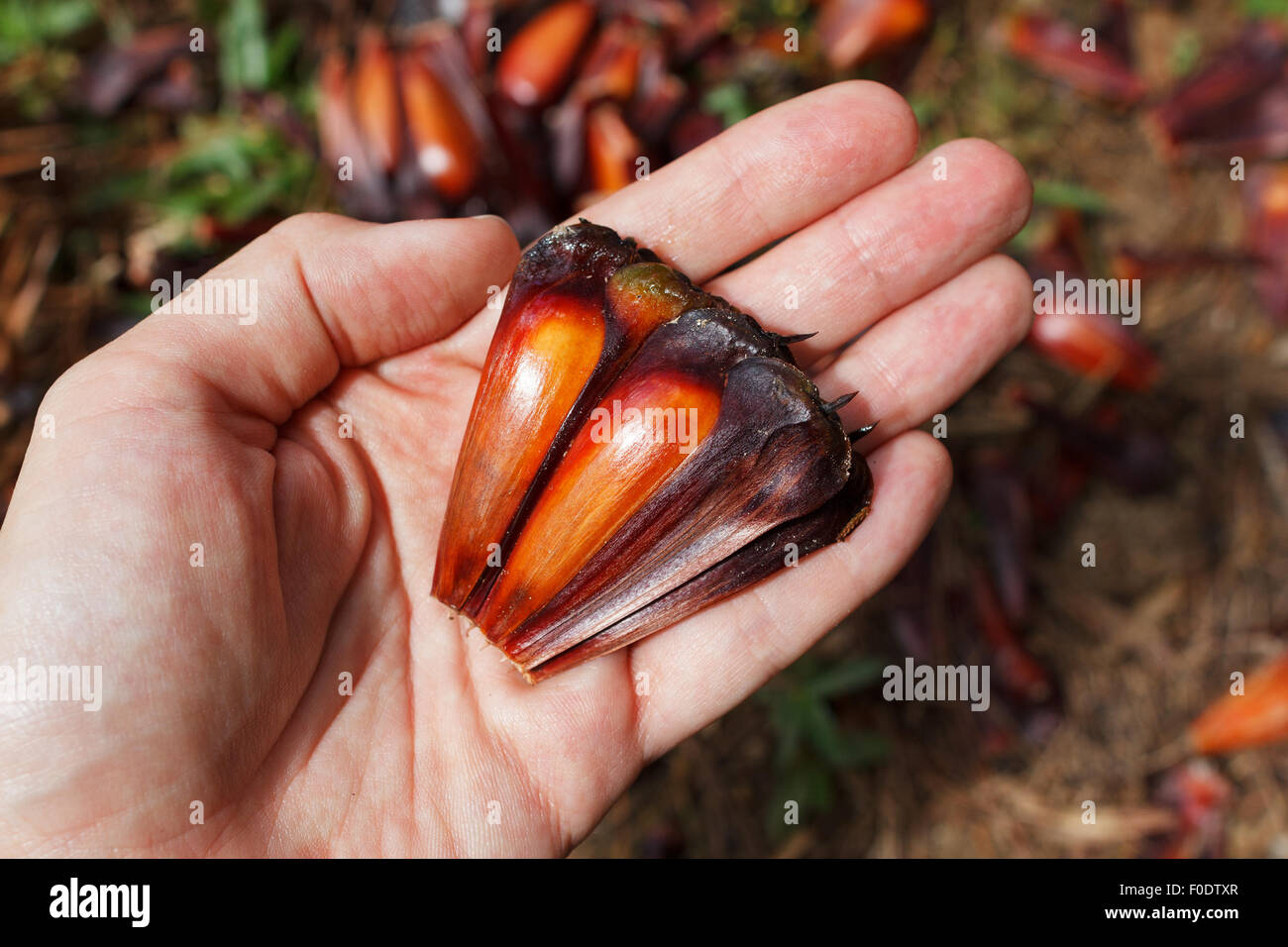 Brazilian pine hi-res stock photography and images - Alamy