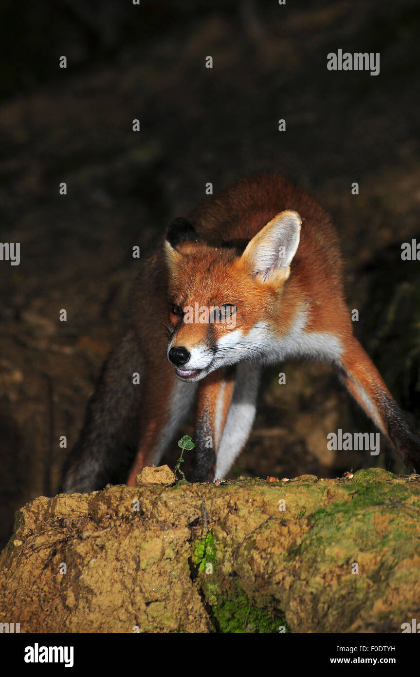 Animal with peanuts hi-res stock photography and images - Alamy