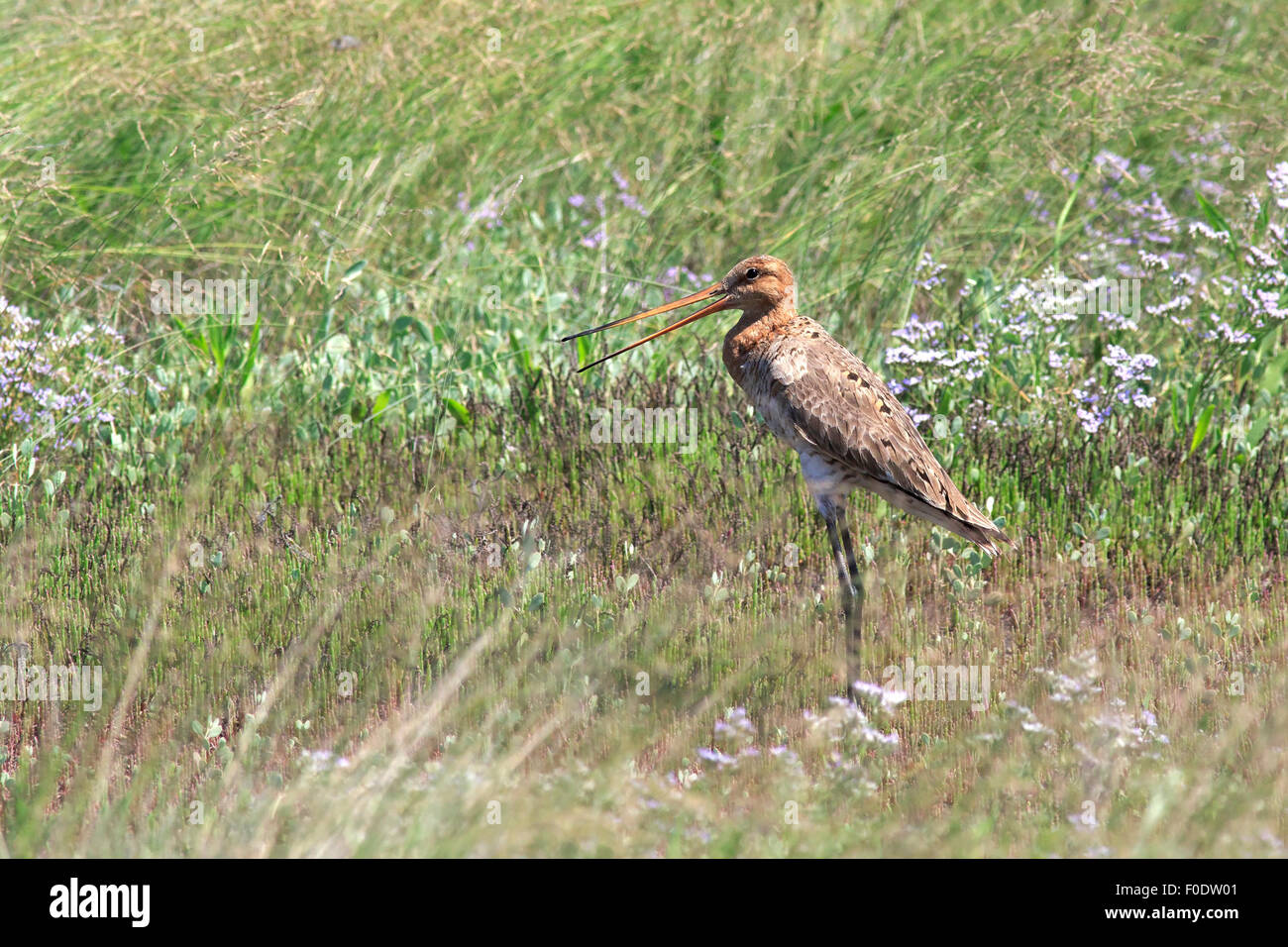Asian dowitcher hi-res stock photography and images - Alamy