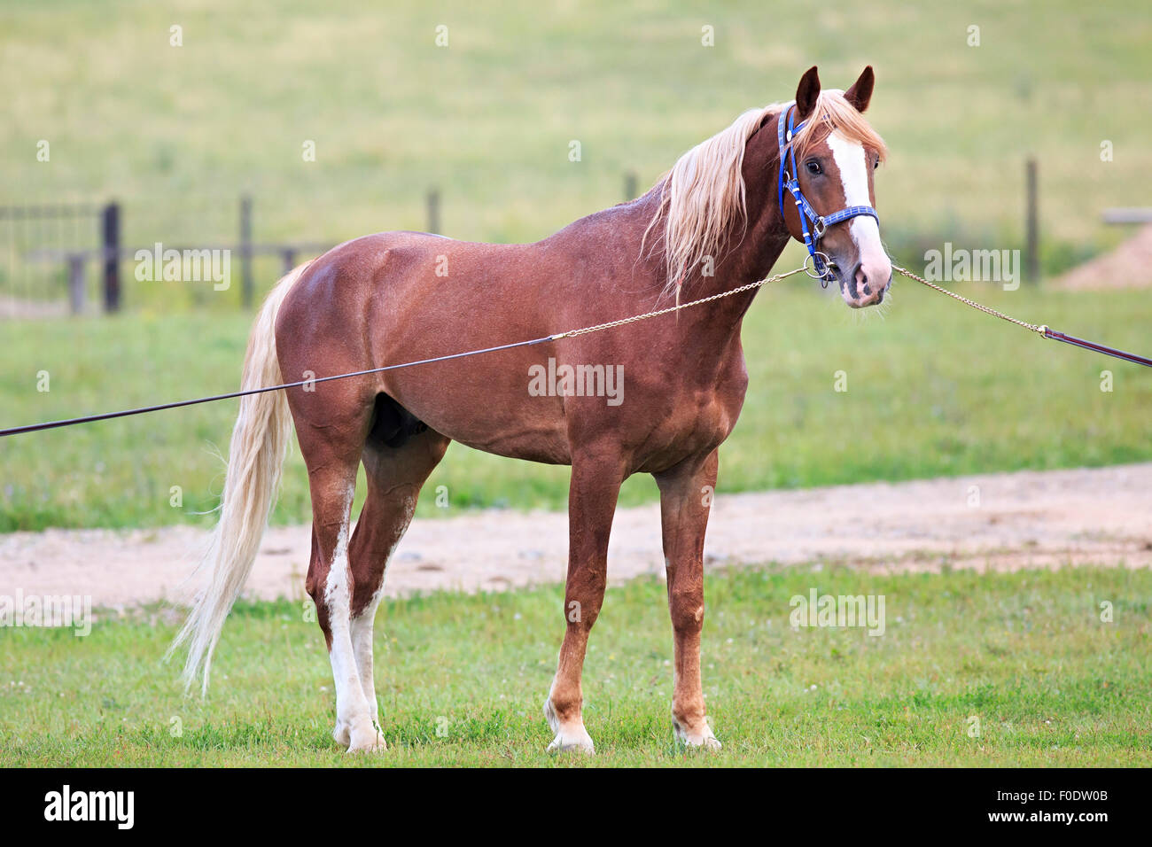 Chestnut stallion hi-res stock photography and images - Alamy