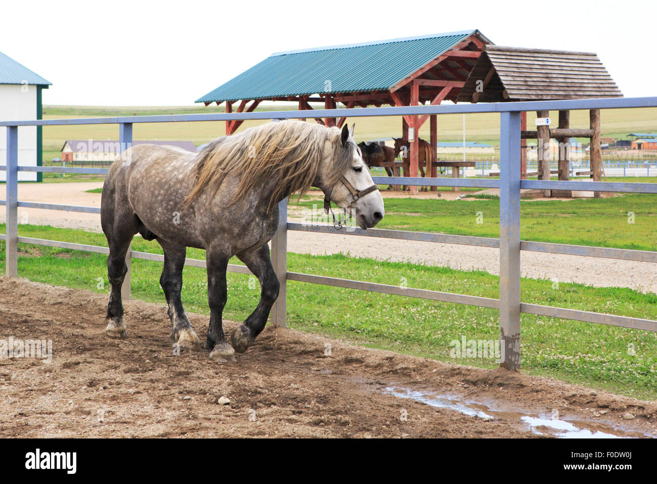 Beautiful stallion gray suit breed Percheron Stock Photo - Alamy