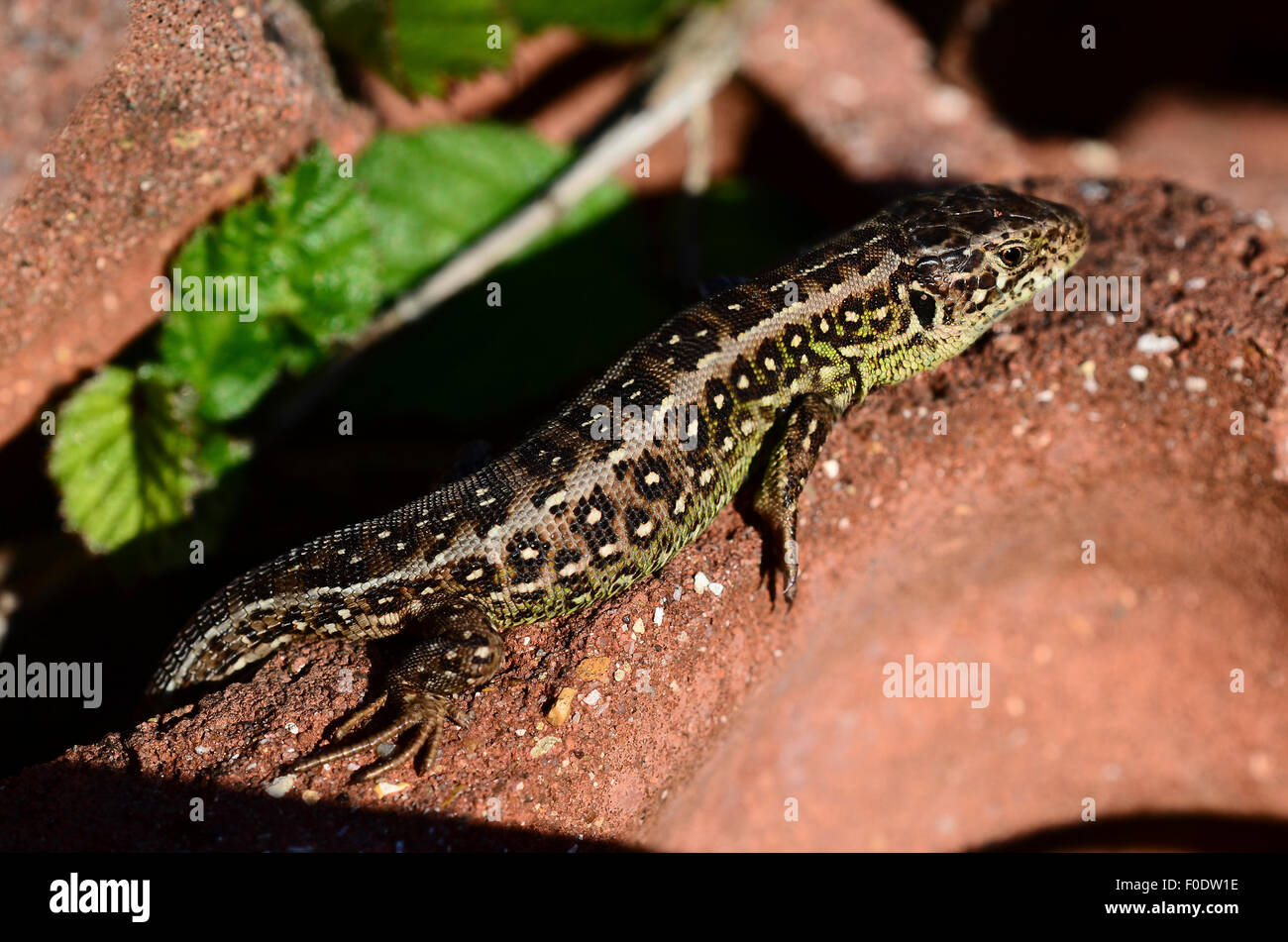 Izard portrait hi-res stock photography and images - Alamy
