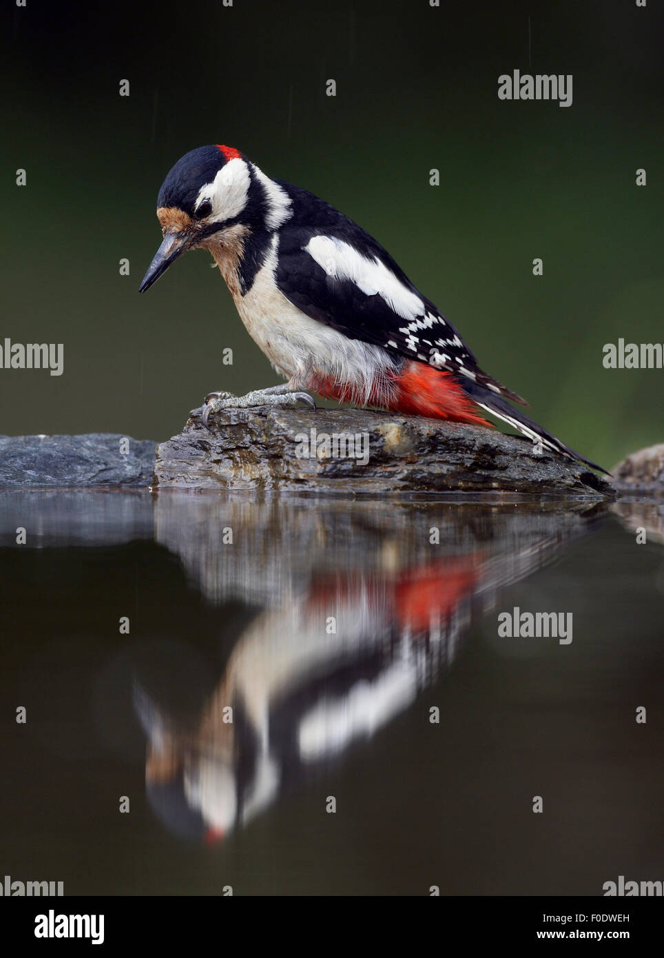 Woodpeckers Dendrocopus Dendrocopos Major High Resolution Stock ...