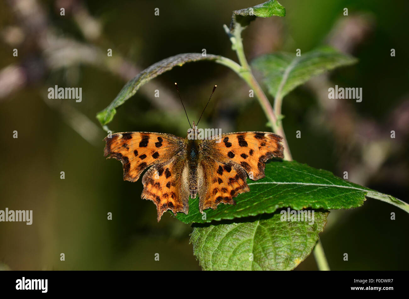 Comma species hi-res stock photography and images - Alamy