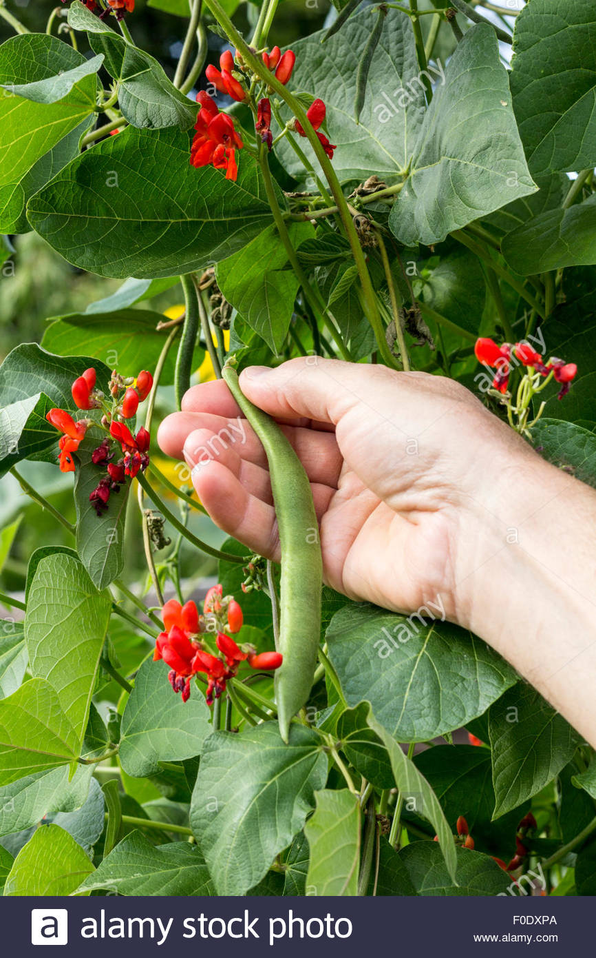 Person Picking Beans High Resolution Stock Photography and Images - Alamy