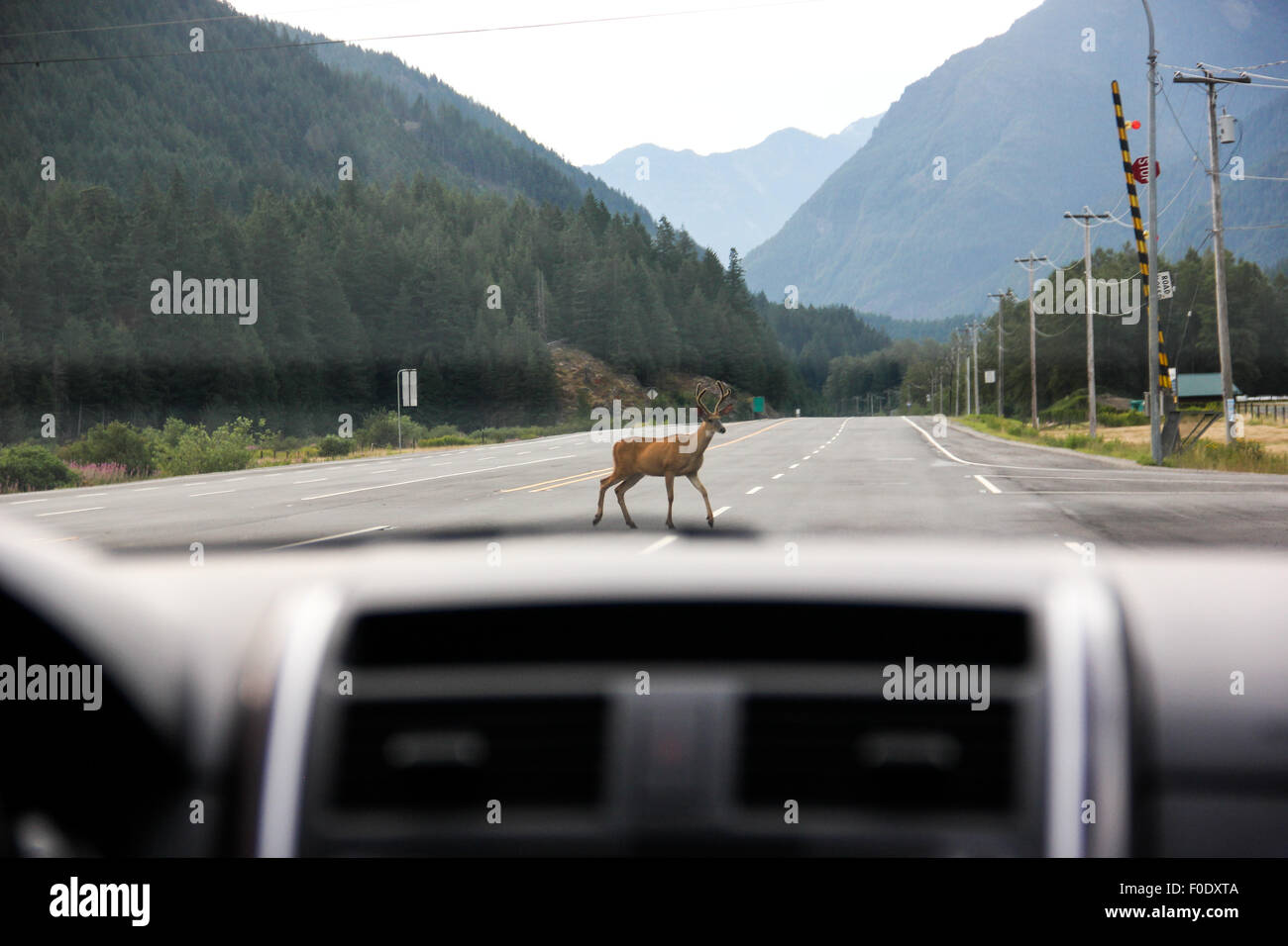 Deer driving hi-res stock photography and images - Alamy
