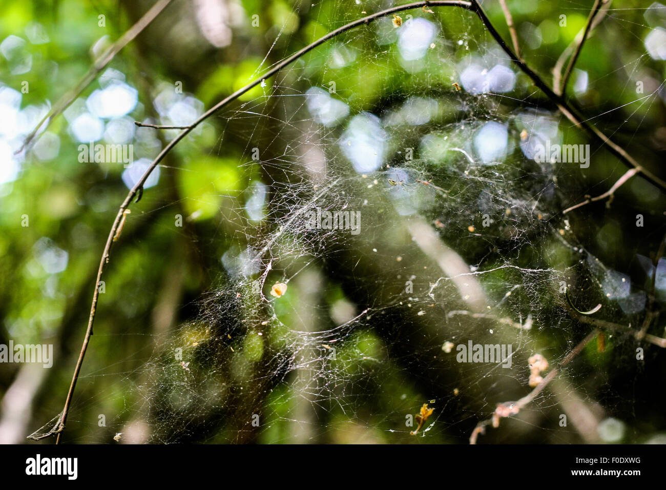 Tangled nature hi-res stock photography and images - Alamy