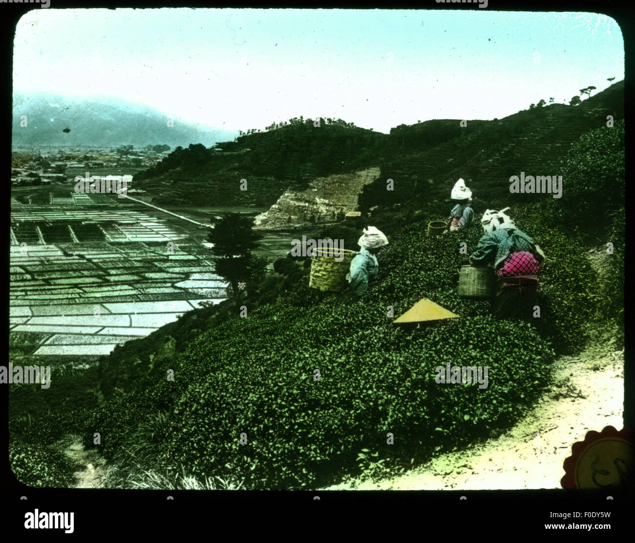 Women working on a hillside near rice fields, with a village visible ...