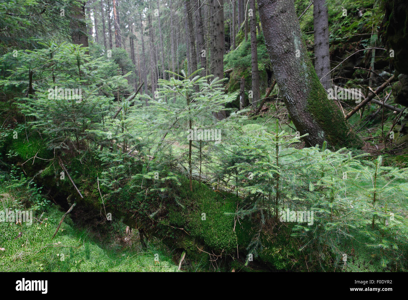 Fallen tree trunk acts as nurse log for Spruce tree seedlings in forest ...