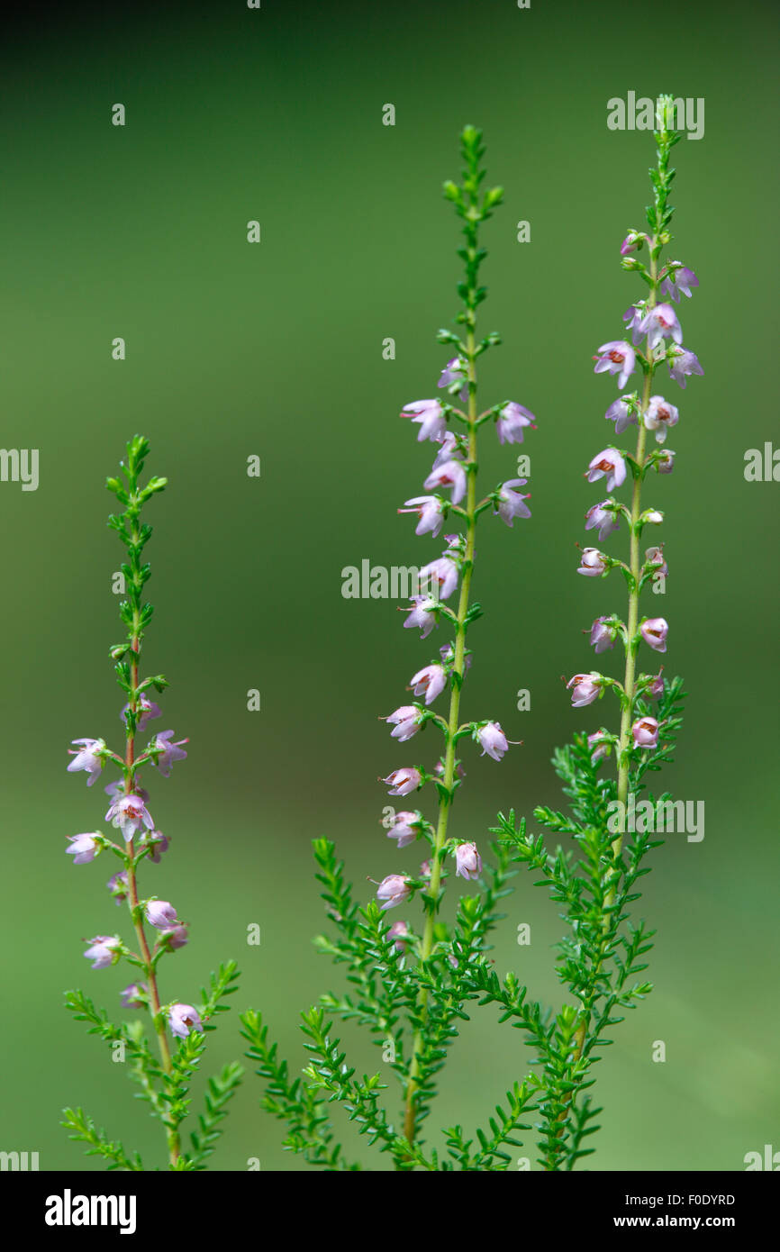 Erica erica sp hi-res stock photography and images - Alamy