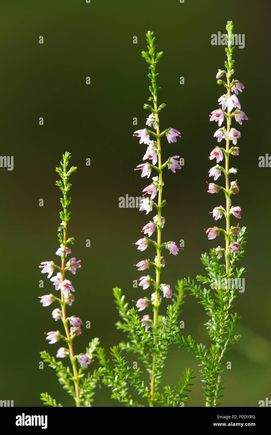 Heather erica sp hi-res stock photography and images - Alamy