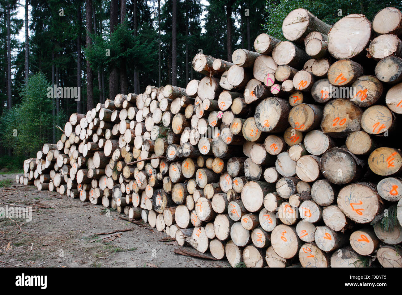 Felled timber stacked up, Brtnicky Hradek, Ceske Svycarsko / Bohemian ...