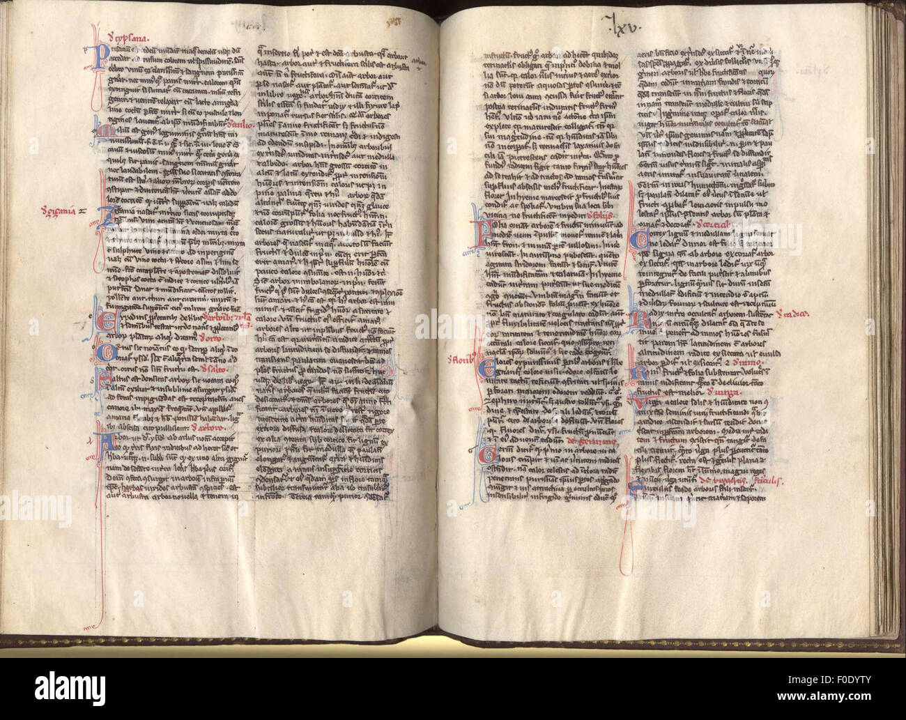 Bartholomaeus anglicus hi-res stock photography and images - Alamy