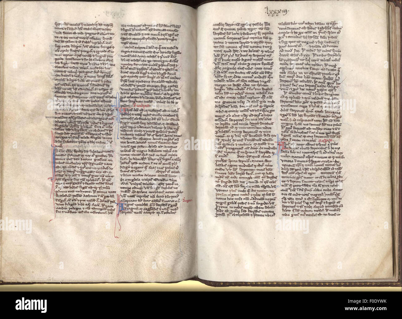 A Latin text written by Bartholomaeus Anglicus in the 13th century ...
