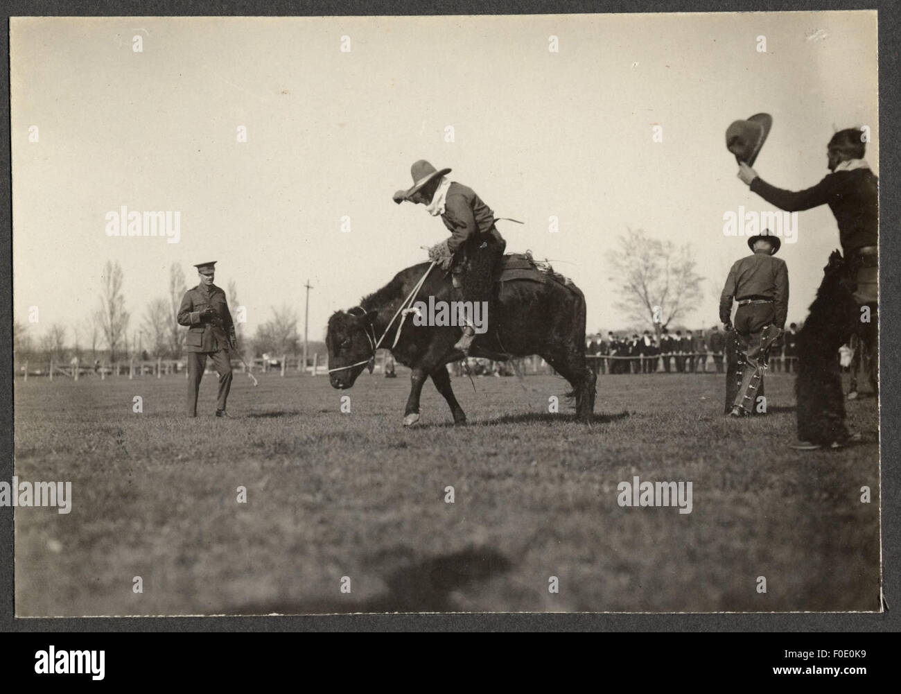 A cowboy riding cattle in an open range, showcasing traditional Western ...
