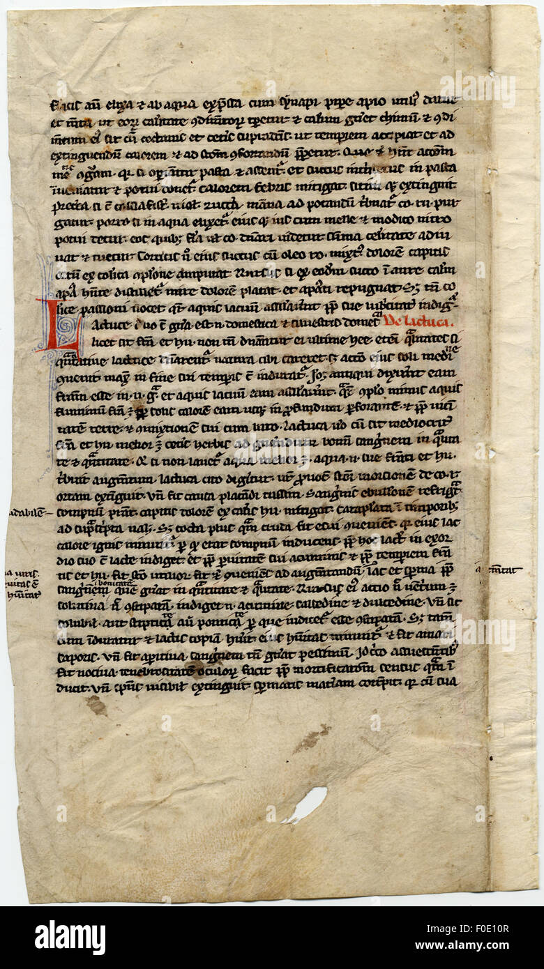 A fragment of an encyclopedic text detailing various plant species and ...