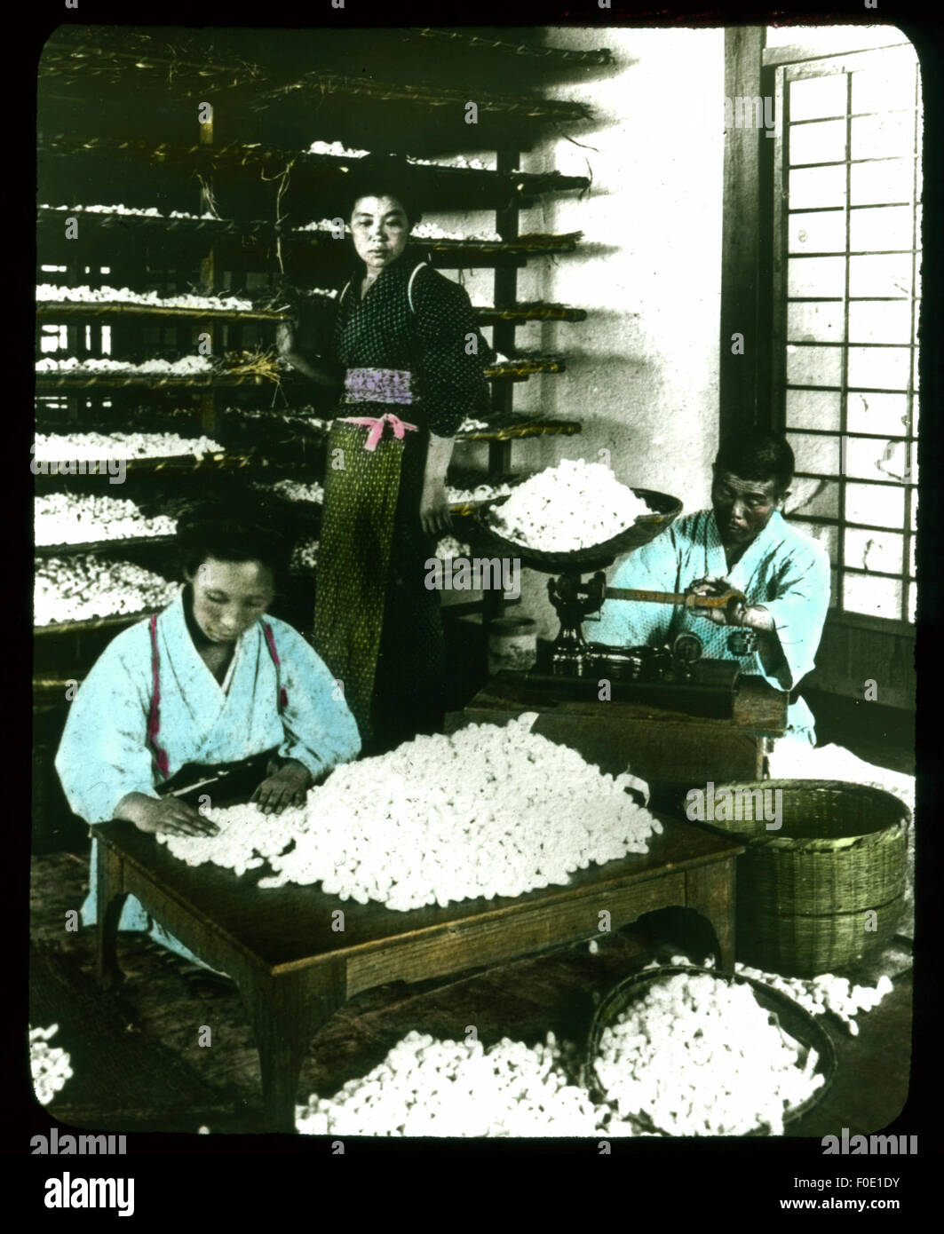 This image depicts the process of sorting and weighing cocoons, a ...