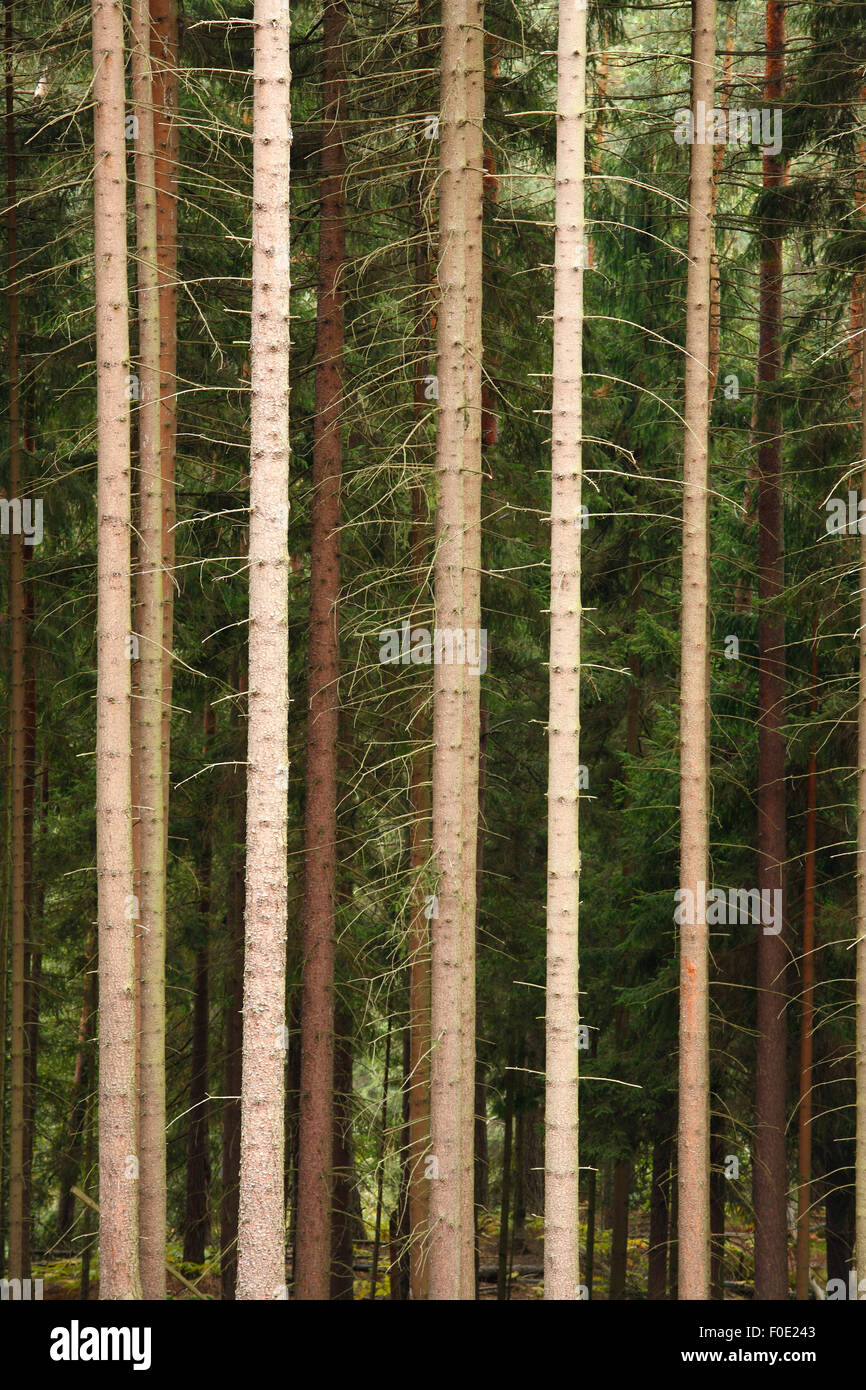 Tall trees in a forest, Brtnicky Hradek, Ceske Svycarsko / Bohemian ...