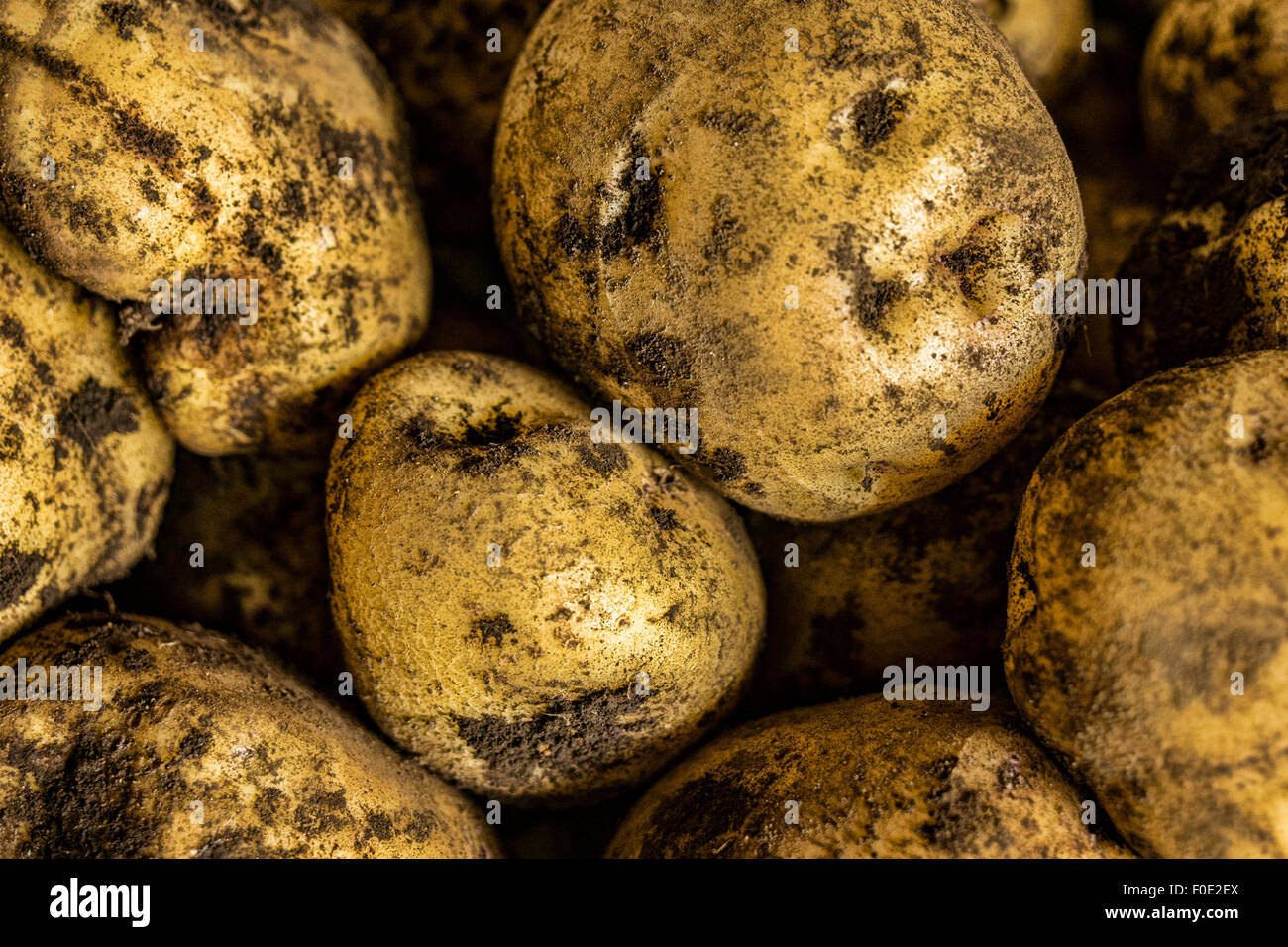 Potatoes with dirt Stock Photo - Alamy