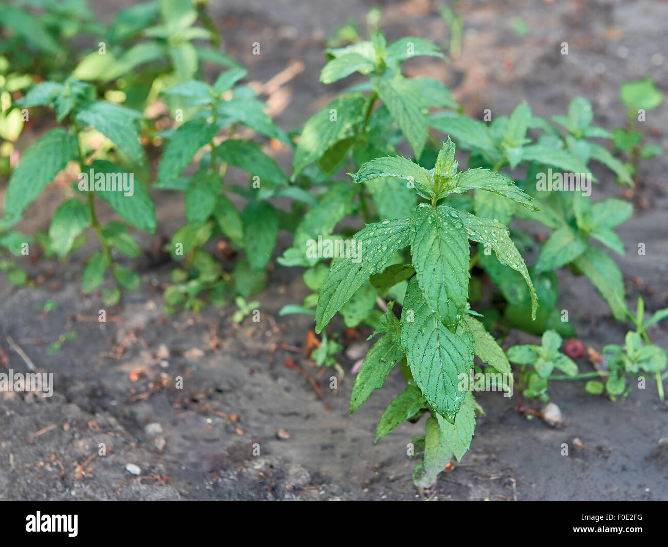 Peppermint leaf hi-res stock photography and images - Alamy