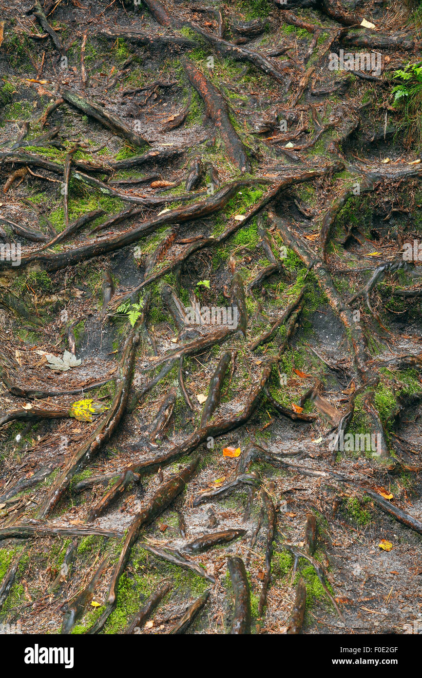 Tree root patterns hi-res stock photography and images - Alamy
