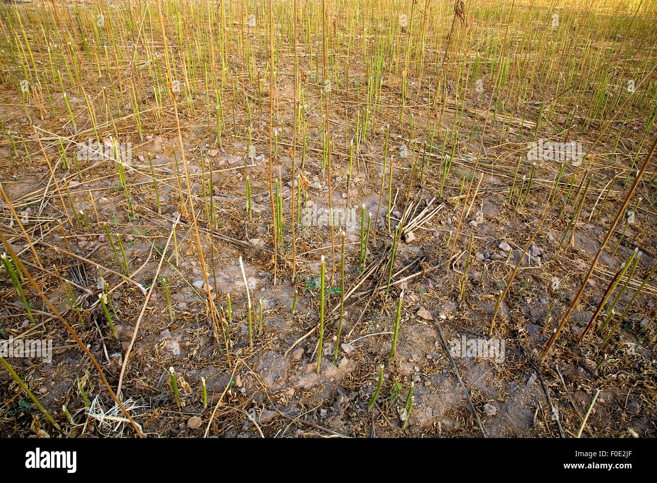 Ketama morocco hi-res stock photography and images - Alamy