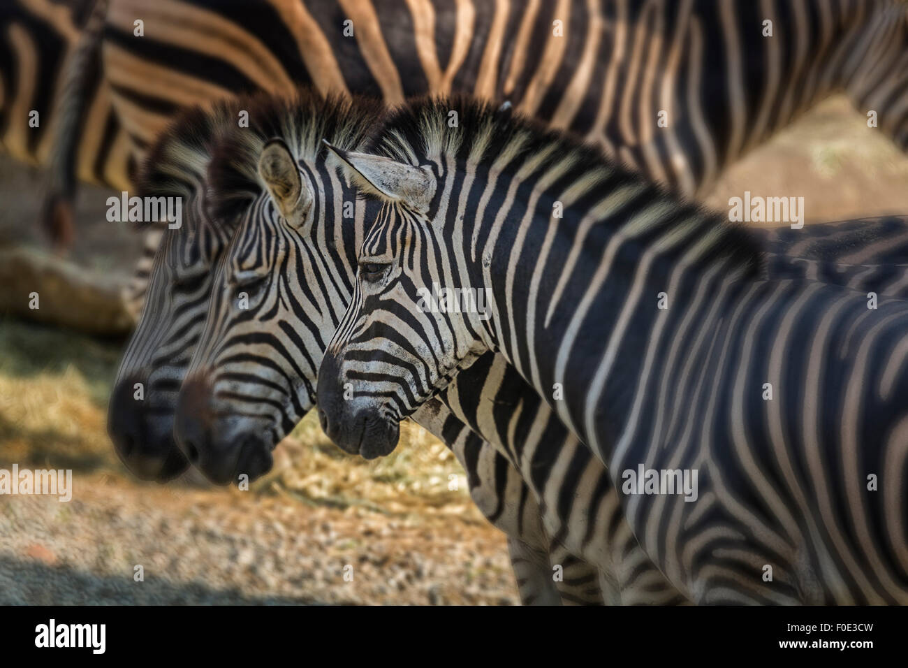 Zebra at zoo in Taiwan Stock Photo - Alamy