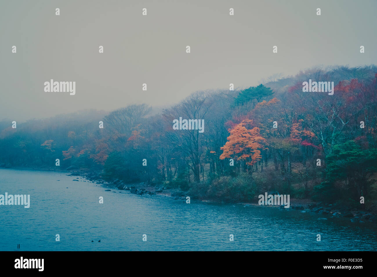 Hakone japan autumn hi-res stock photography and images - Alamy