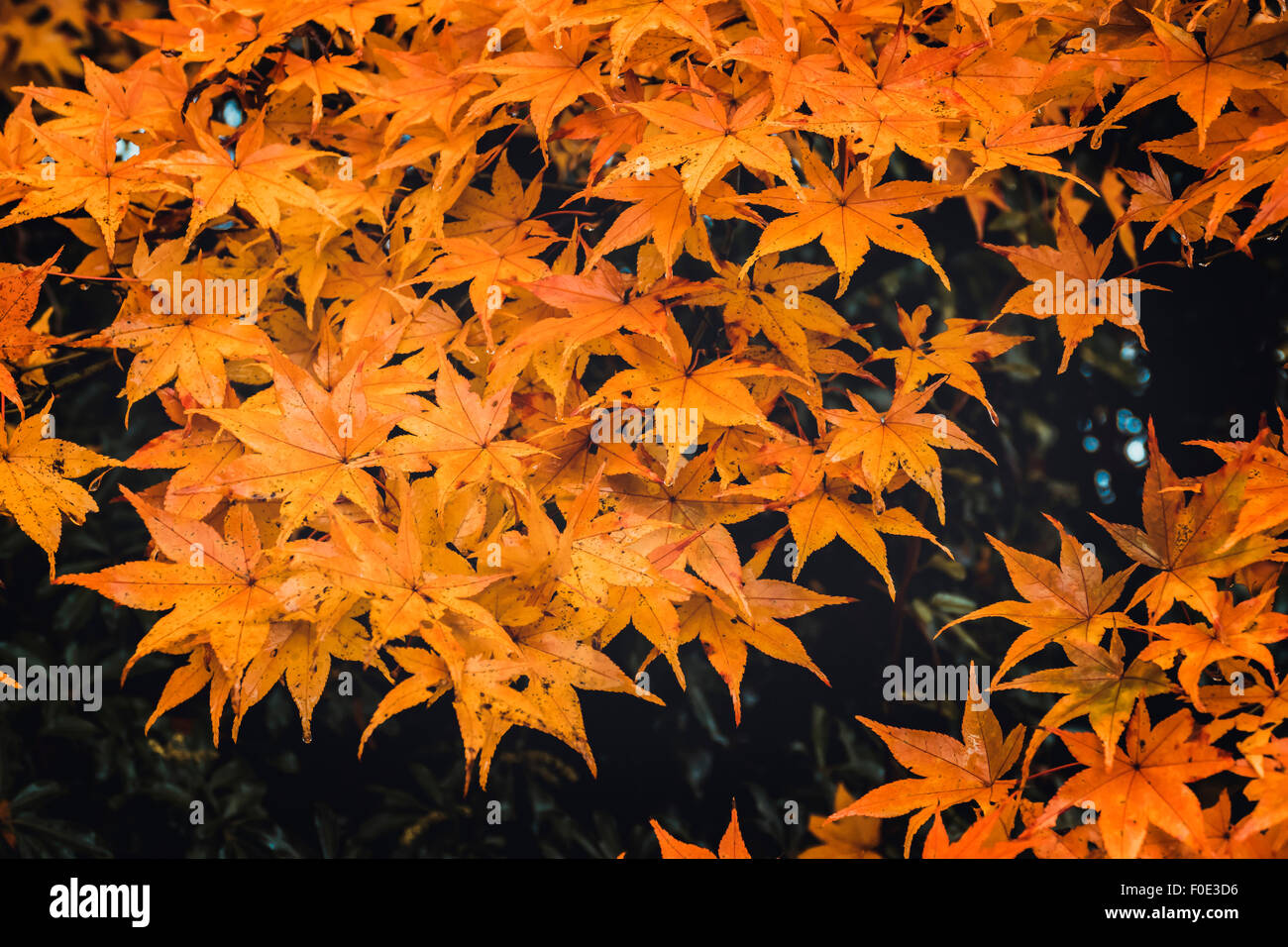 Tree of hakone hi-res stock photography and images - Alamy