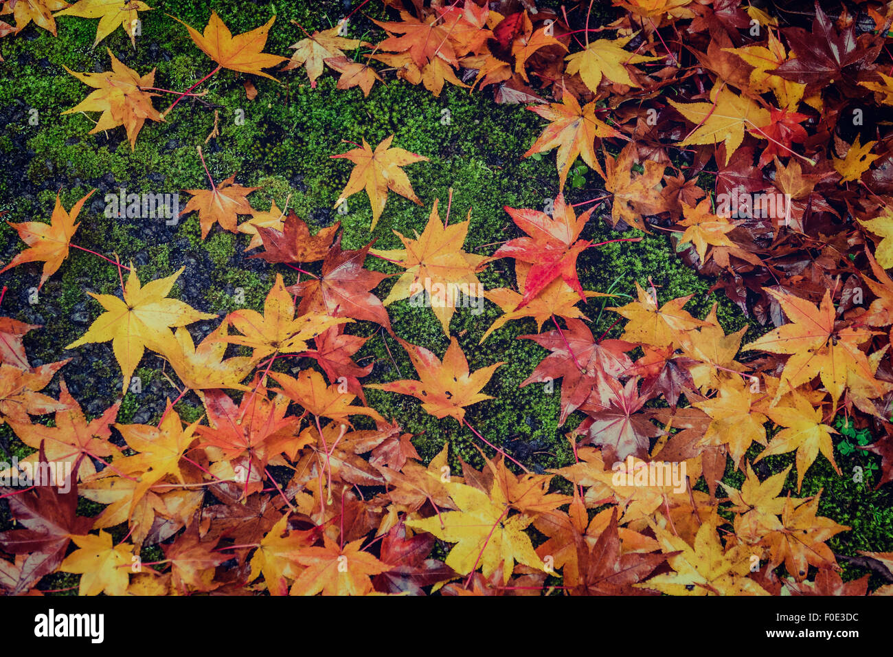 Hakone japan autumn hi-res stock photography and images - Alamy